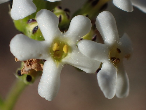 Manulea derustiana · iNaturalist United Kingdom