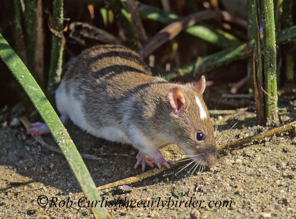 Brown Rat from Buena Vista Lagoon, California, USA on April 27, 1994 by ...