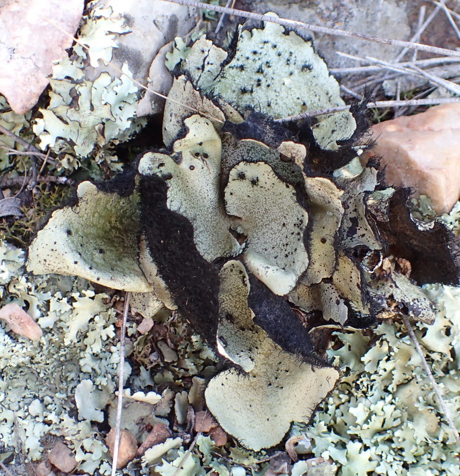 Hottentot Lichen (Fungi of southern Africa) · iNaturalist