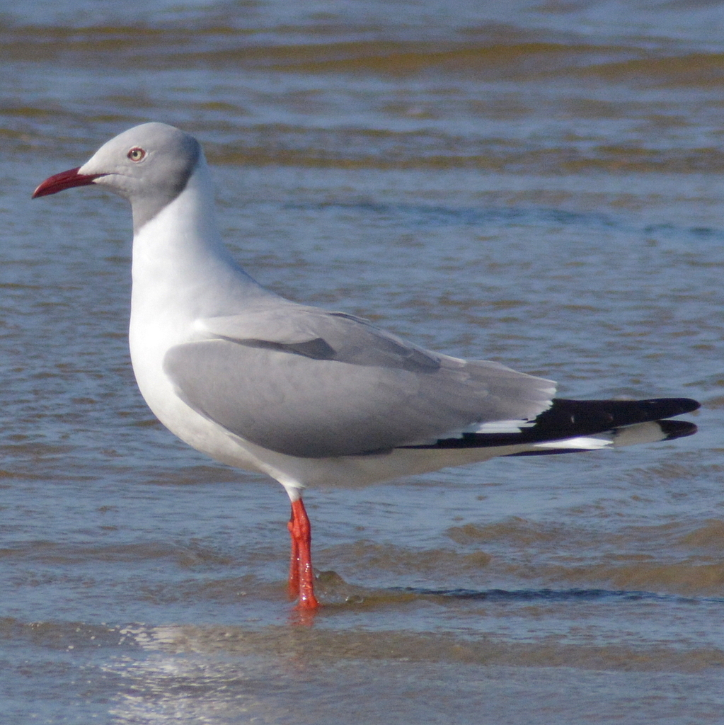 Grey-hooded Gull from Cassino - Rio Grande, RS, Brasil on July 10, 2022 ...