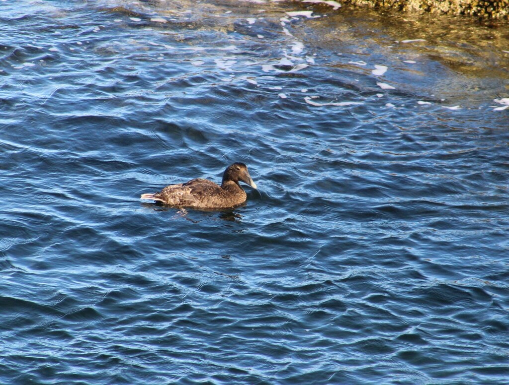 Common Eider from Mt Desert, ME, USA on September 17, 2022 at 02:17 PM ...