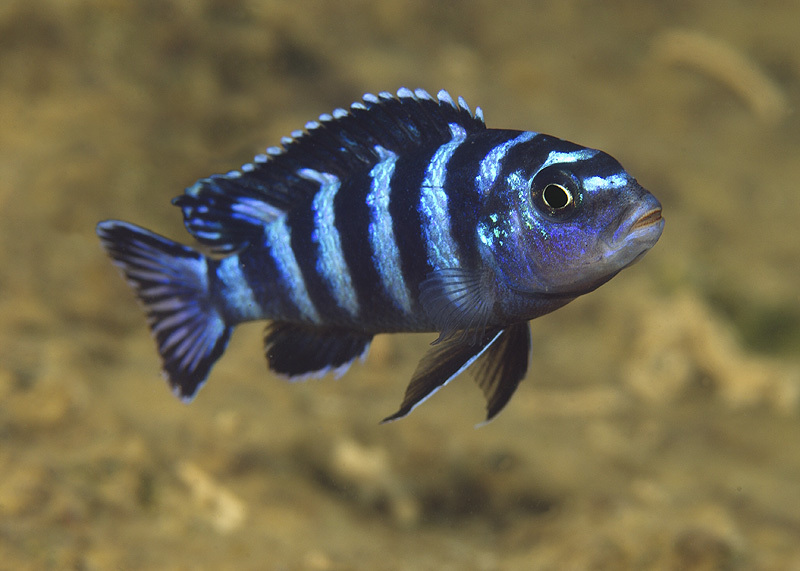 Cichlids (Cichlidae) - Marine Life Identification