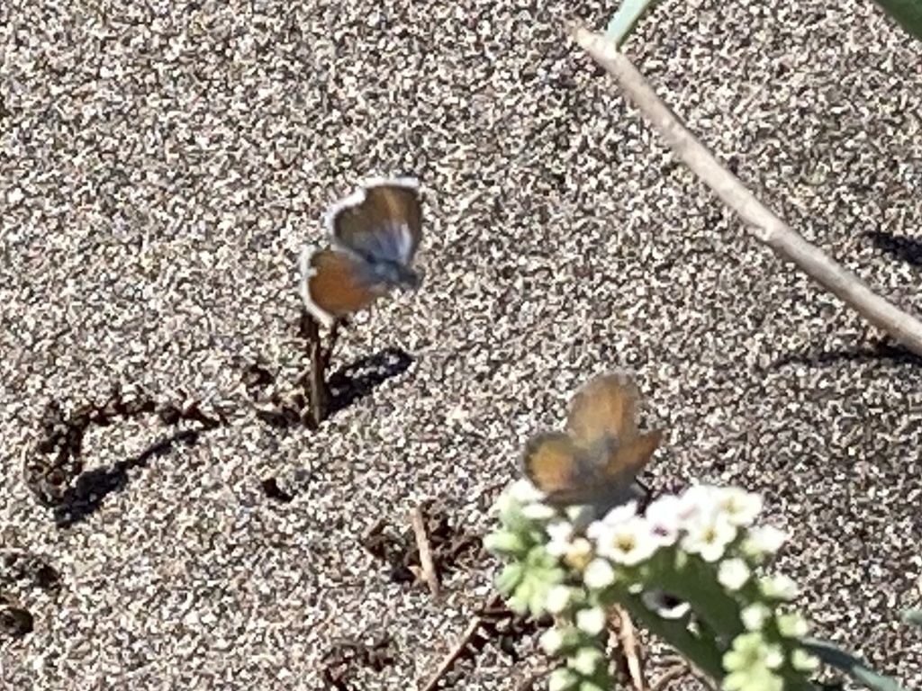Common Western Pygmy Blue from 043, Nopoló, BCS, MX on November 20 ...