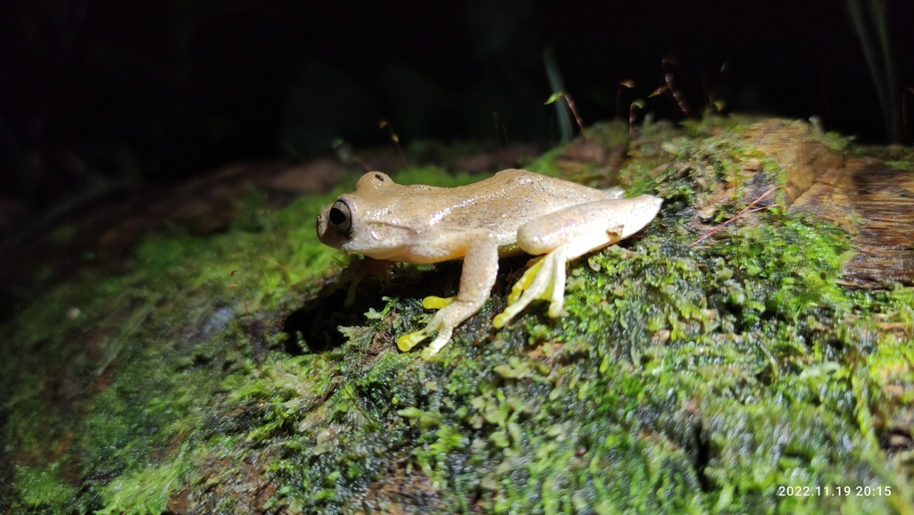 Copan Stream Frog in November 2022 by Hermes Vega · iNaturalist