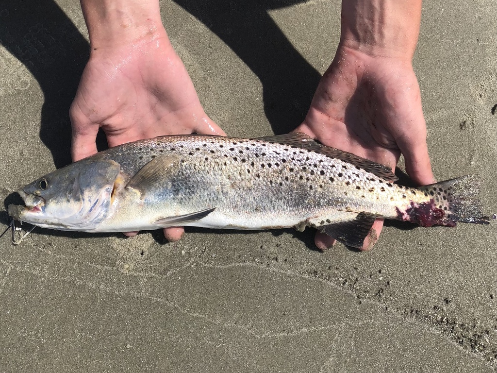 Spotted Seatrout from Waties Island, Myrtle Beach, SC, US on July 31 ...