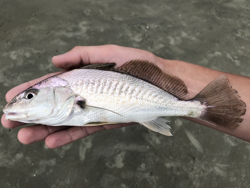 Atlantic Croaker (Micropogonias undulatus) - Marine Life Identification