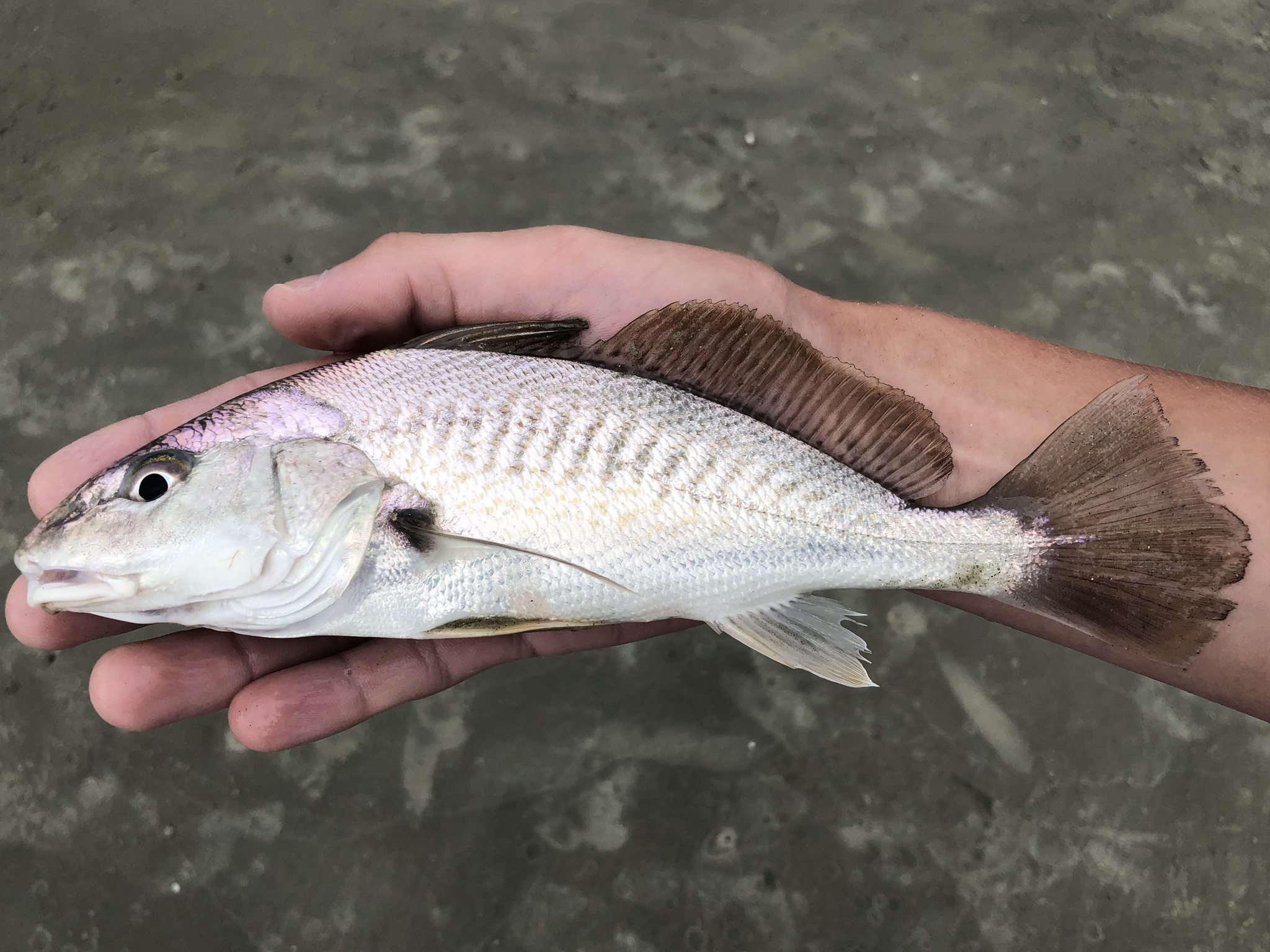 Atlantic Croaker Predators