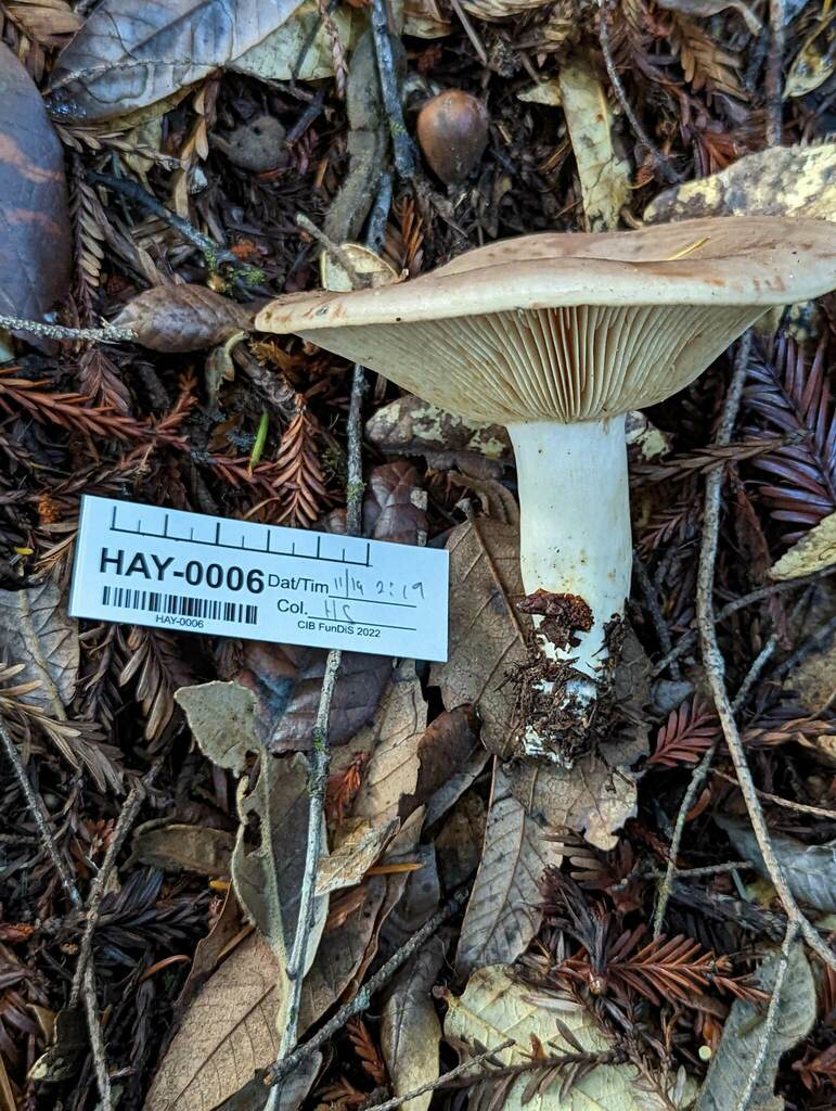 Giant Gray Milk Cap from Mendocino County, CA, USA on November 19, 2022 ...