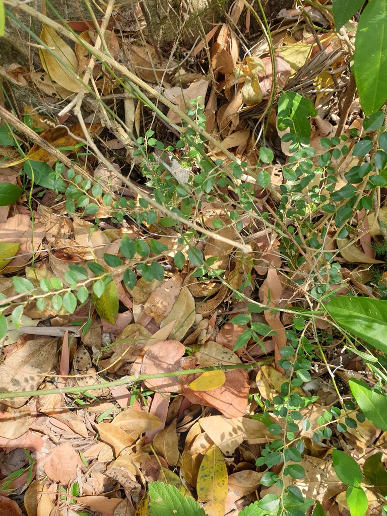 Cockspur Thorn in December 2019 by pcopping_ecp · iNaturalist