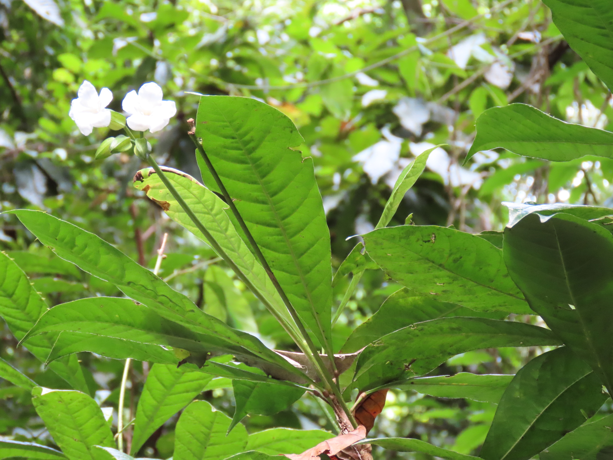 Erythrochiton gymnanthus Kallunki