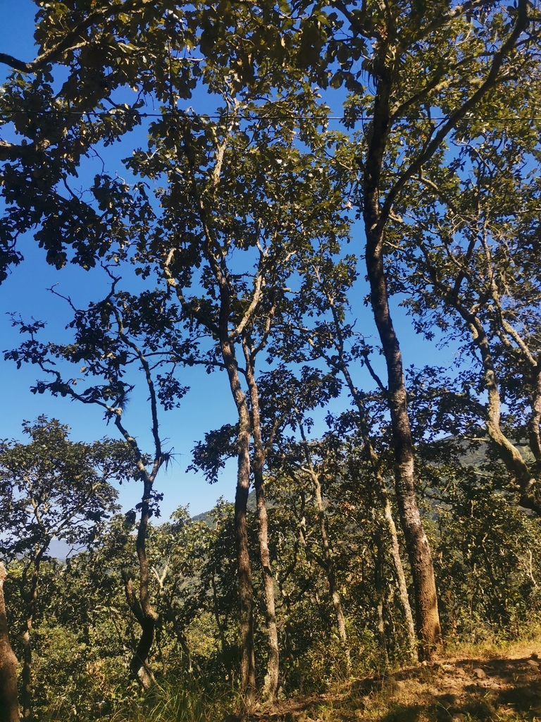 (Quercus magnoliifolia) - Botanical Realm