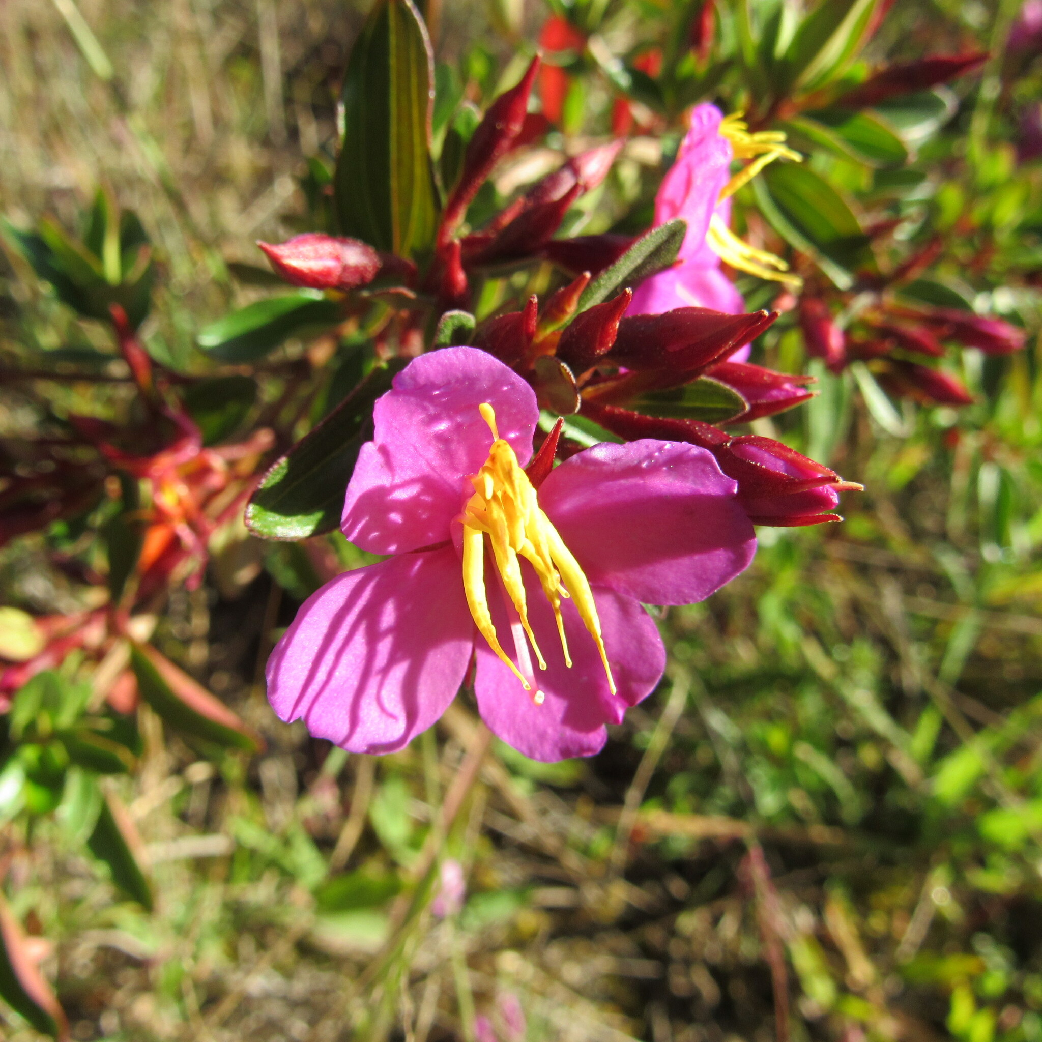 Monochaetum myrtoideum (Bonpl.) Naudin