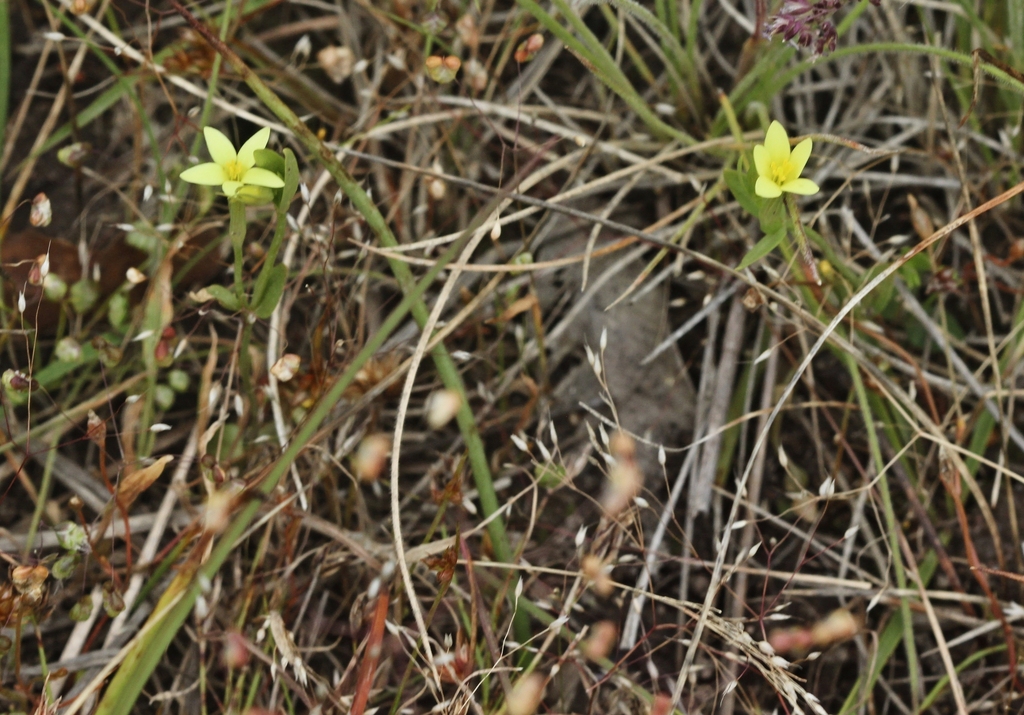 Yellow Centaury from Darriman H29 Bushland Reserve, Giffard VIC 3851 ...