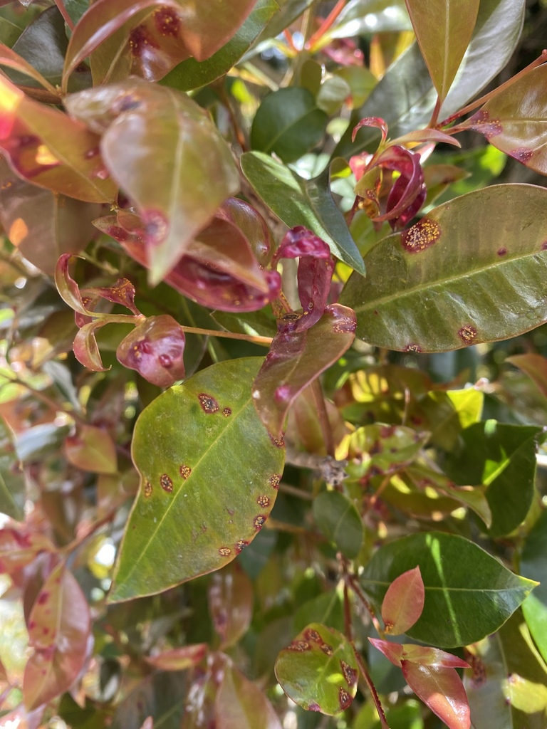 Myrtle Rust from Beachlands, auckland on November 23, 2022 by meggy123 ...