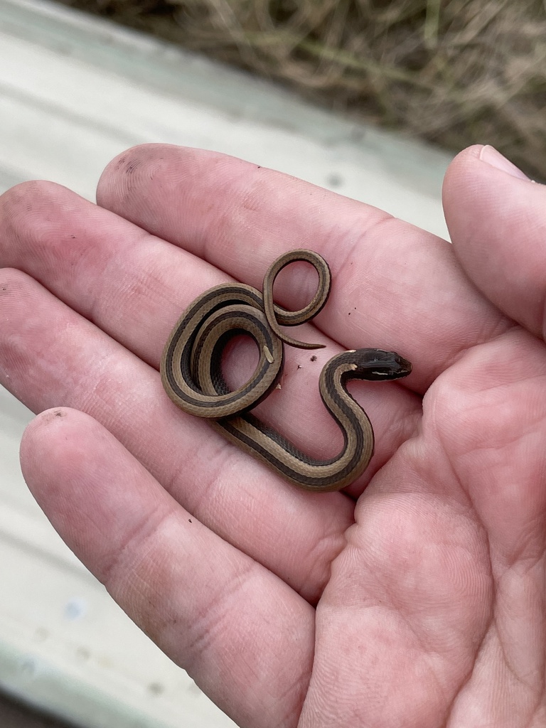 Black-striped Snake in November 2022 by Drew R. Davis, Ph.D. · iNaturalist