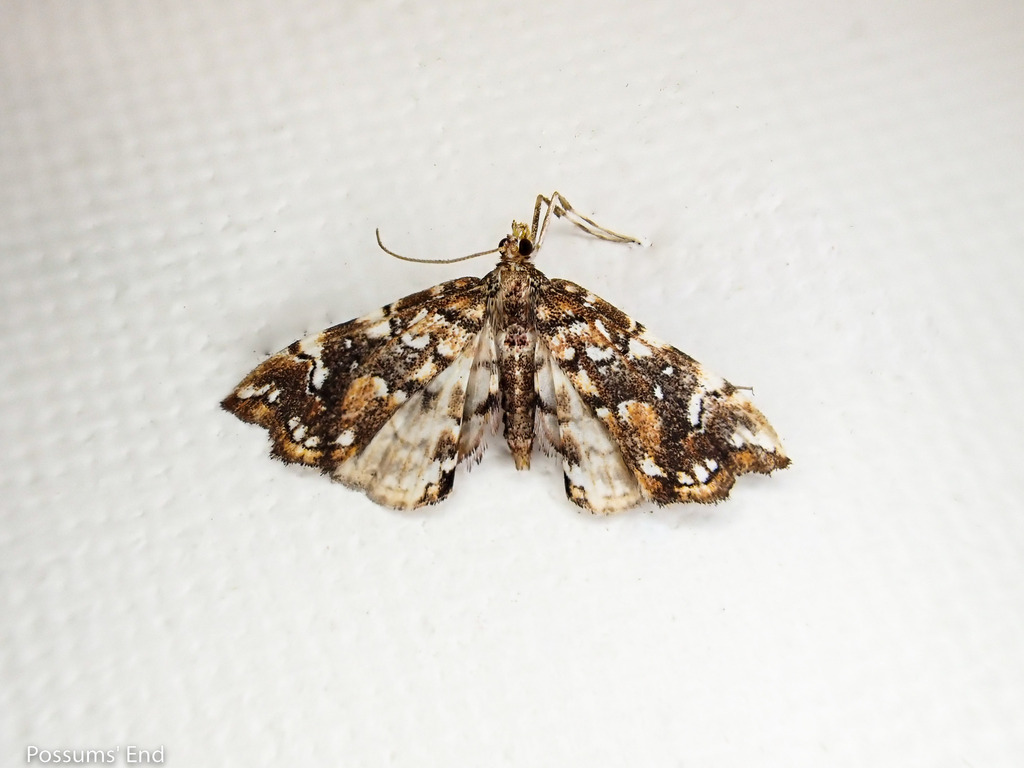 Golden-brown Fern Moth from Portobello, Dunedin, New Zealand on November 21, 2022 at 04:13 PM by ...