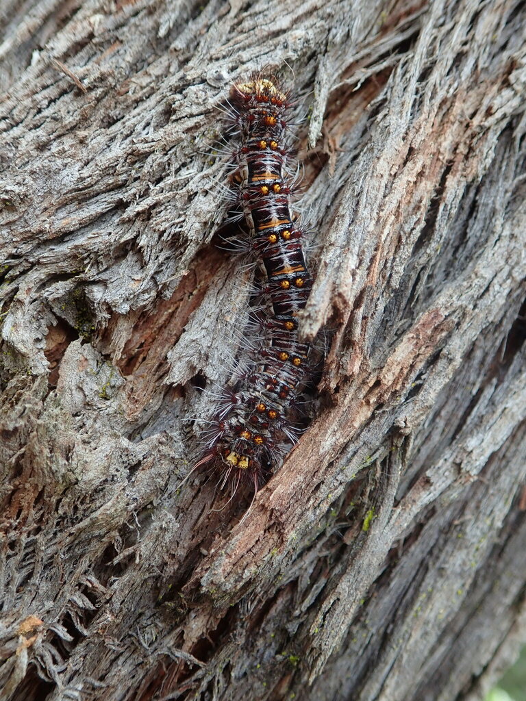 Batwing Moth from Traralgon VIC 3844, Australia on November 23, 2022 at ...