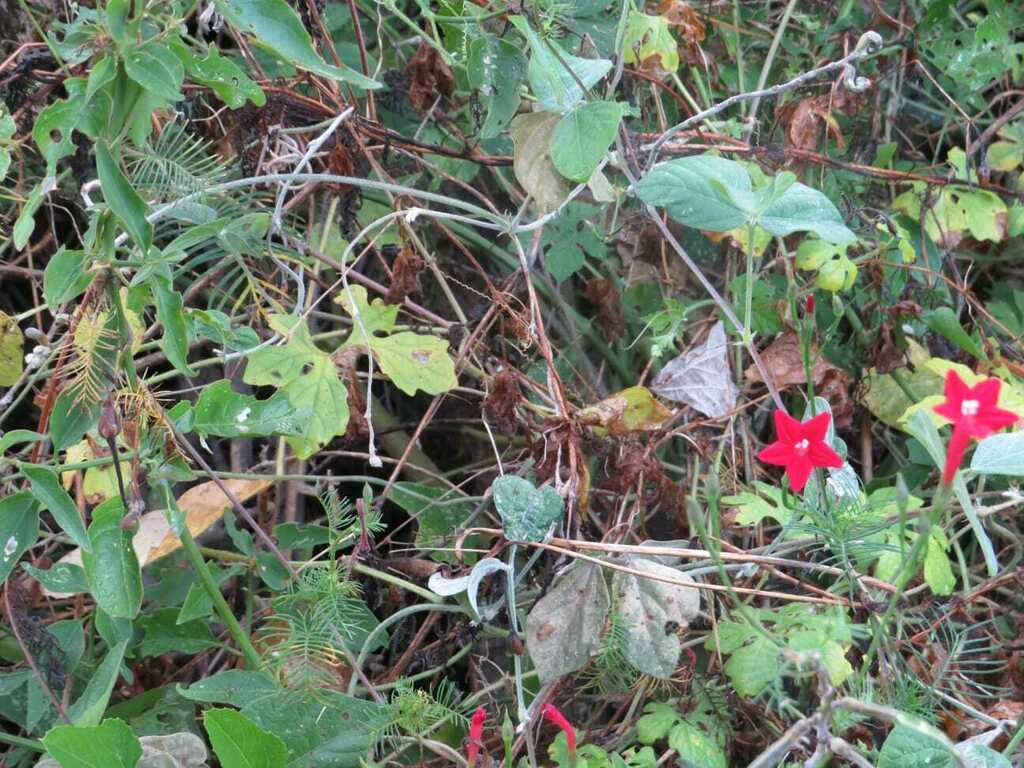 Cypress Vine from carretera escuinapa-teacapan km 14, 82532 Sinaloa ...