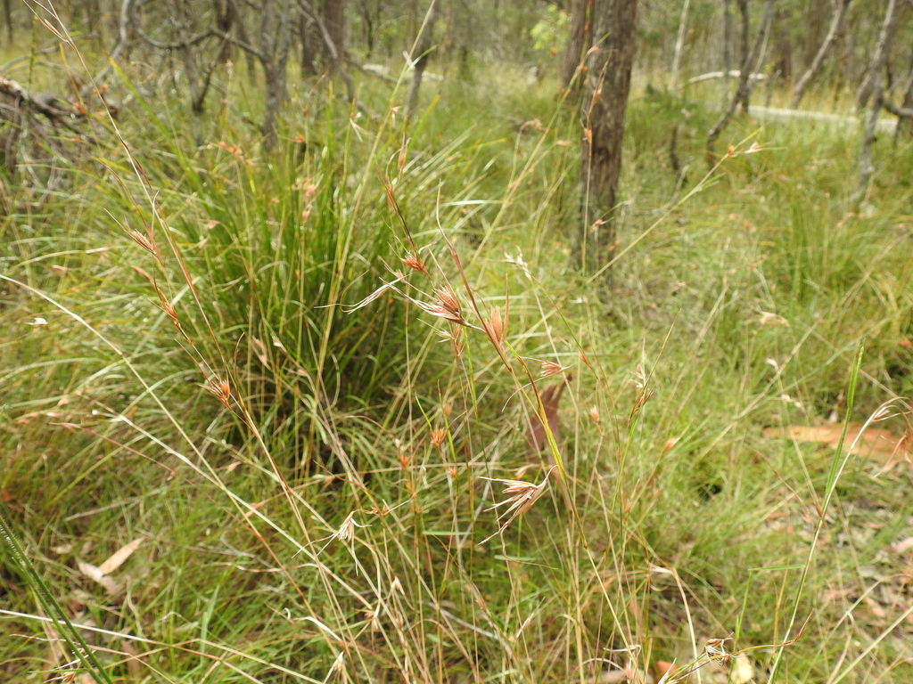 Kangaroo Grass from Beaver Rock QLD 4650, Australia on November 23 ...