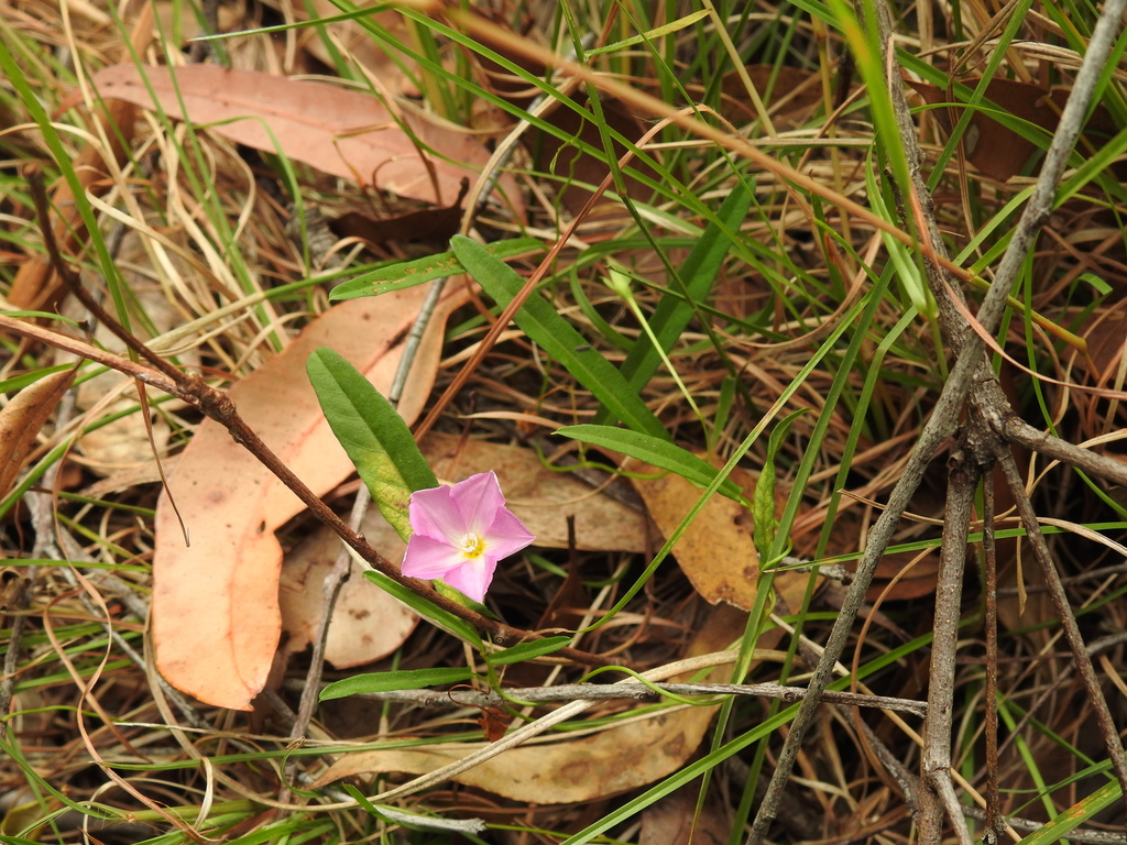 slender bindweed from Beaver Rock QLD 4650, Australia on November 23 ...