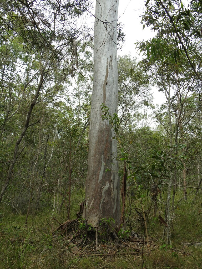Forest red gum from Beaver Rock QLD 4650, Australia on November 23 ...