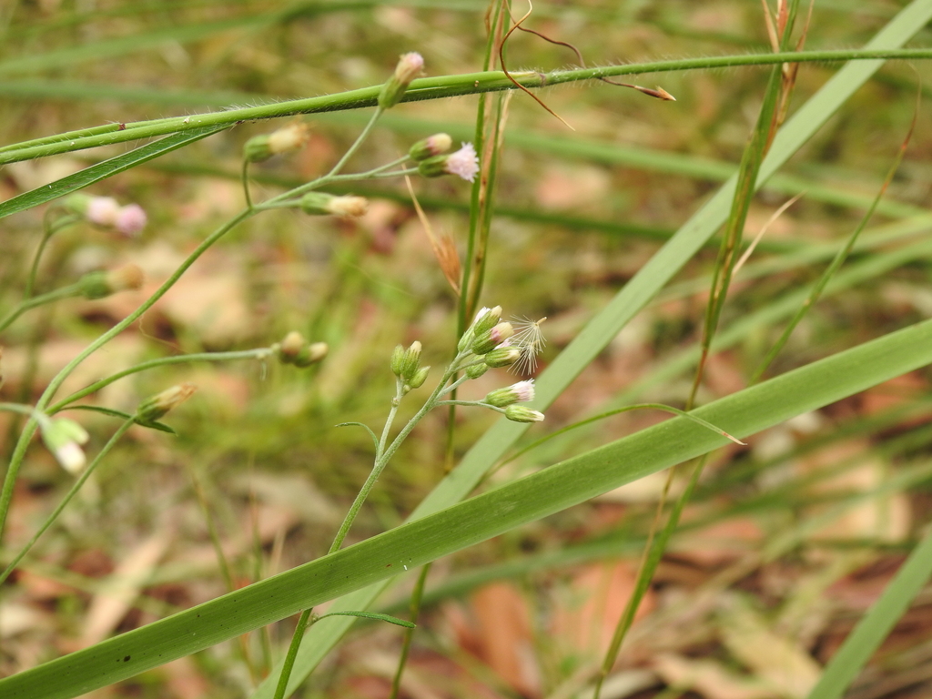 little ironweed from Beaver Rock QLD 4650, Australia on November 23 ...