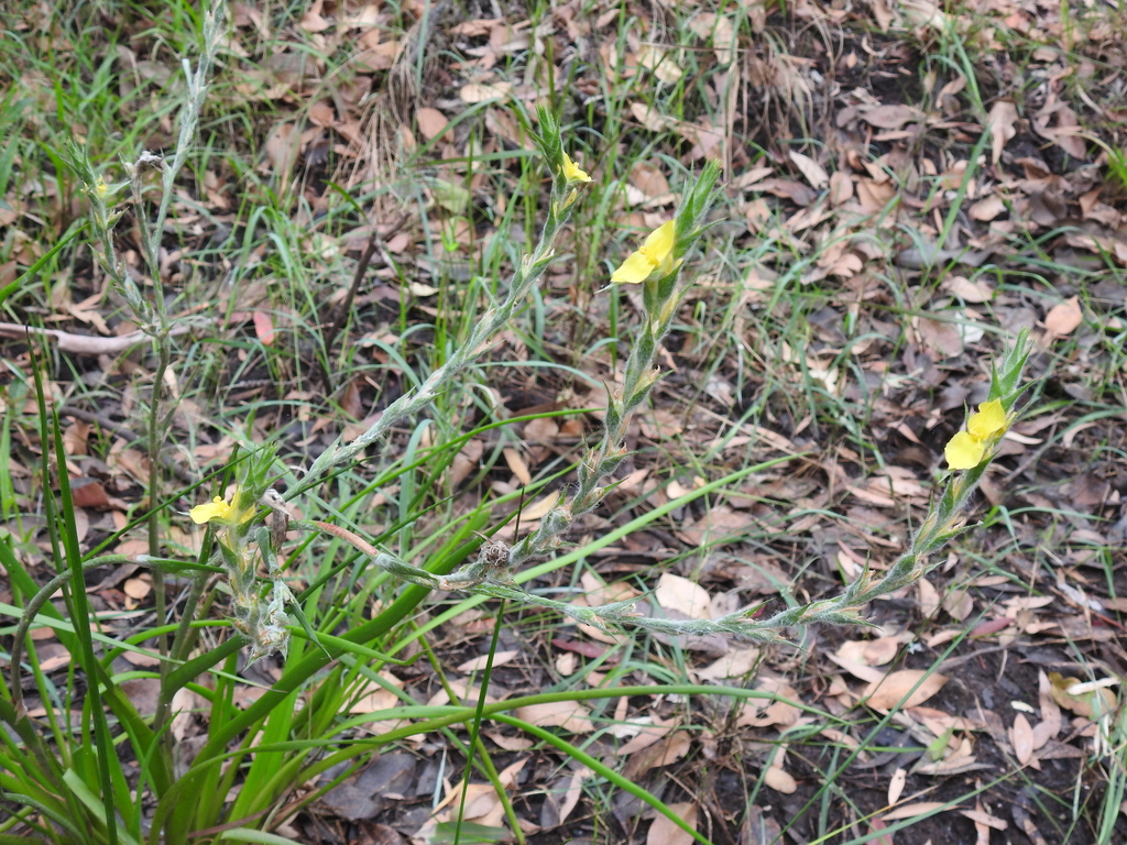woolly frog's-mouth from Beaver Rock QLD 4650, Australia on November 23 ...