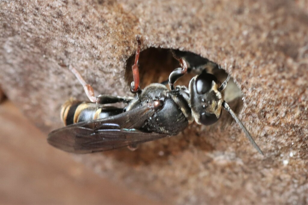 Bees and Apoid Wasps in November 2022 by Nature_Lover. Location: Lower ...