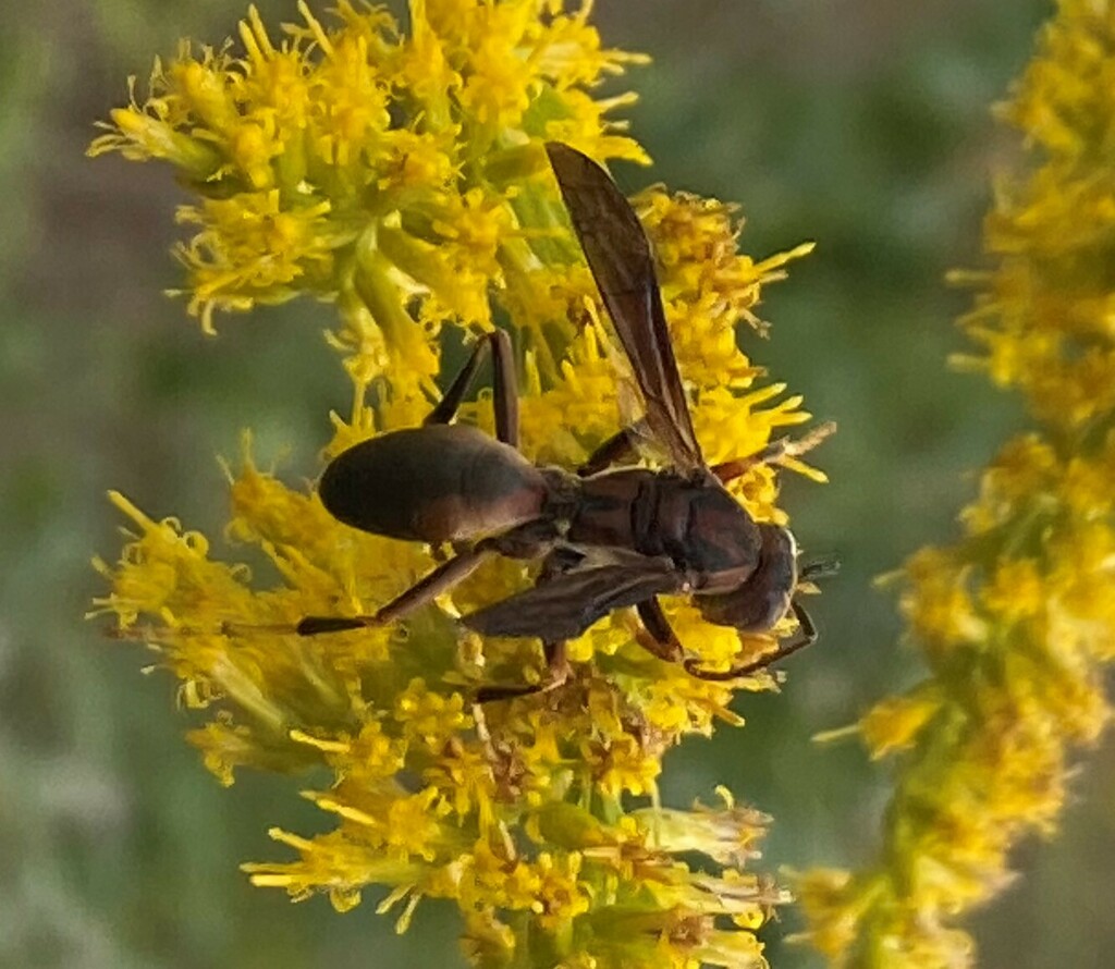 Metric Paper Wasp from St. Hwy 20, S of Dunlap, Sequatchie County, TN ...