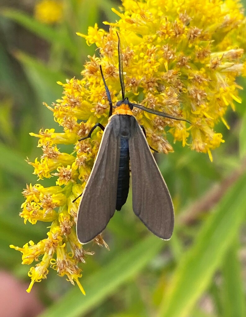 Yellow-collared Scape Moth from St. Hwy 20, S of Dunlap, Sequatchie ...
