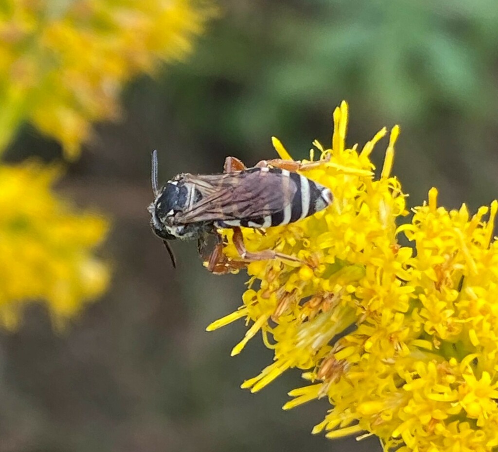Longhorn-cuckoo bees from St. Hwy 20, S of Dunlap, Sequatchie County ...