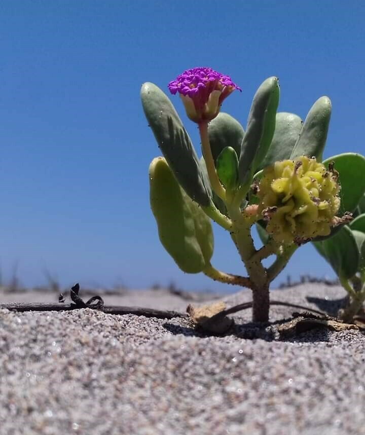 red sand-verbena from Escuinapa, Sin., México on September 19, 2016 at ...