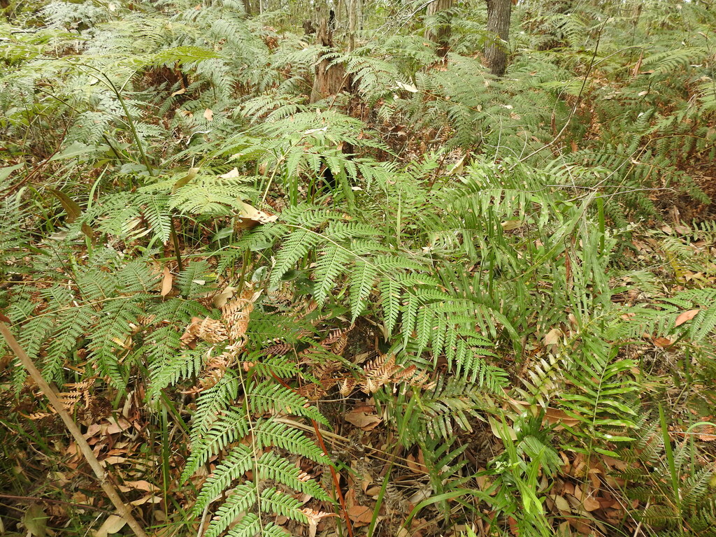 Austral Bracken from Beaver Rock QLD 4650, Australia on November 23 ...