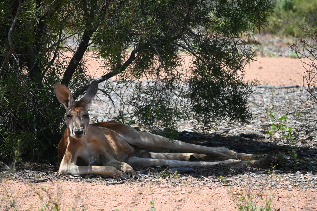Red Kangaroo from Australian Arid Lands Botanic Garden, Port Augusta SA ...