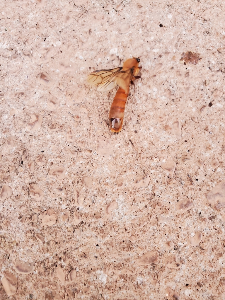 Driver Ants from J27F+WW6, Bamako, Mali on November 21, 2022 at 06:56 ...