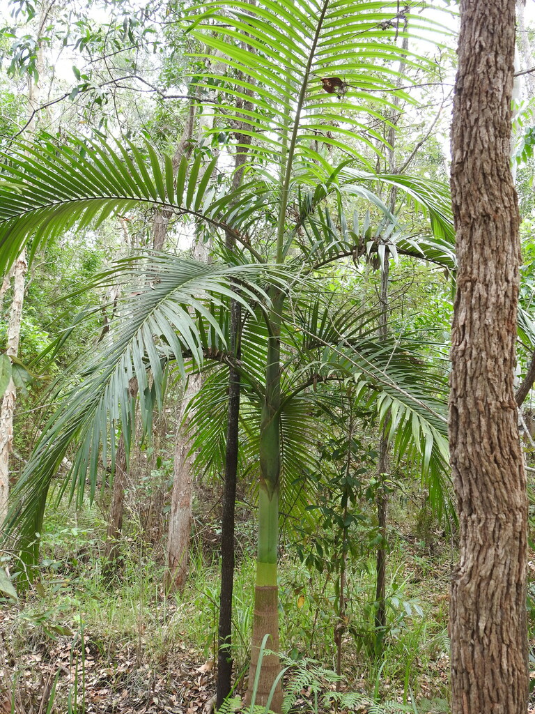 Alexandra Palm from Beaver Rock QLD 4650, Australia on November 23 ...