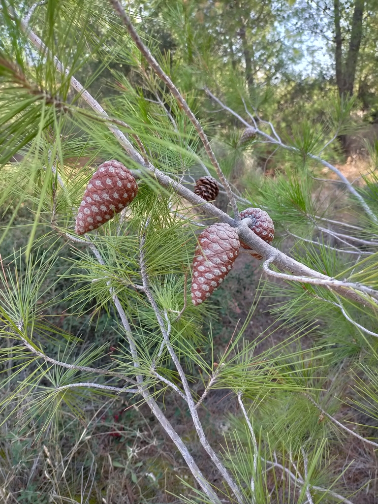 Aleppo pine (Pinus halepensis) - Botanical Realm