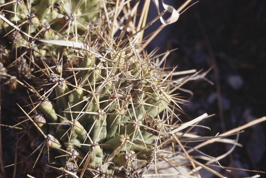Coryphantha octacantha from Cadereyta de Montes, Querétaro, Messico on ...
