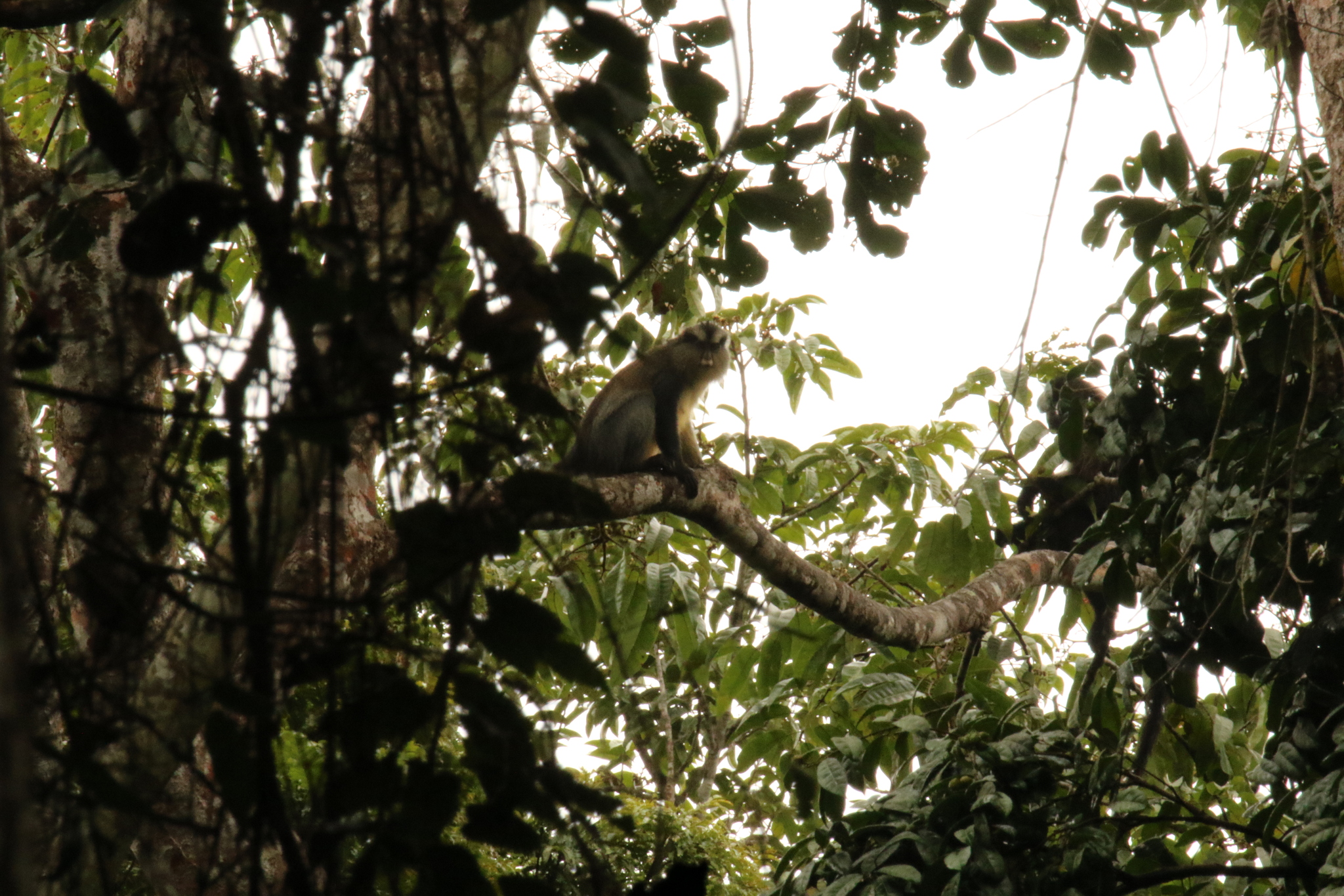 Cercopithecus pogonias Bennett, 1833