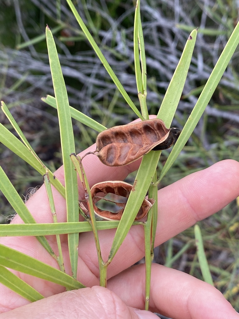 Sweet Wattle from Burrum Coast National Park - Burrum River Section ...
