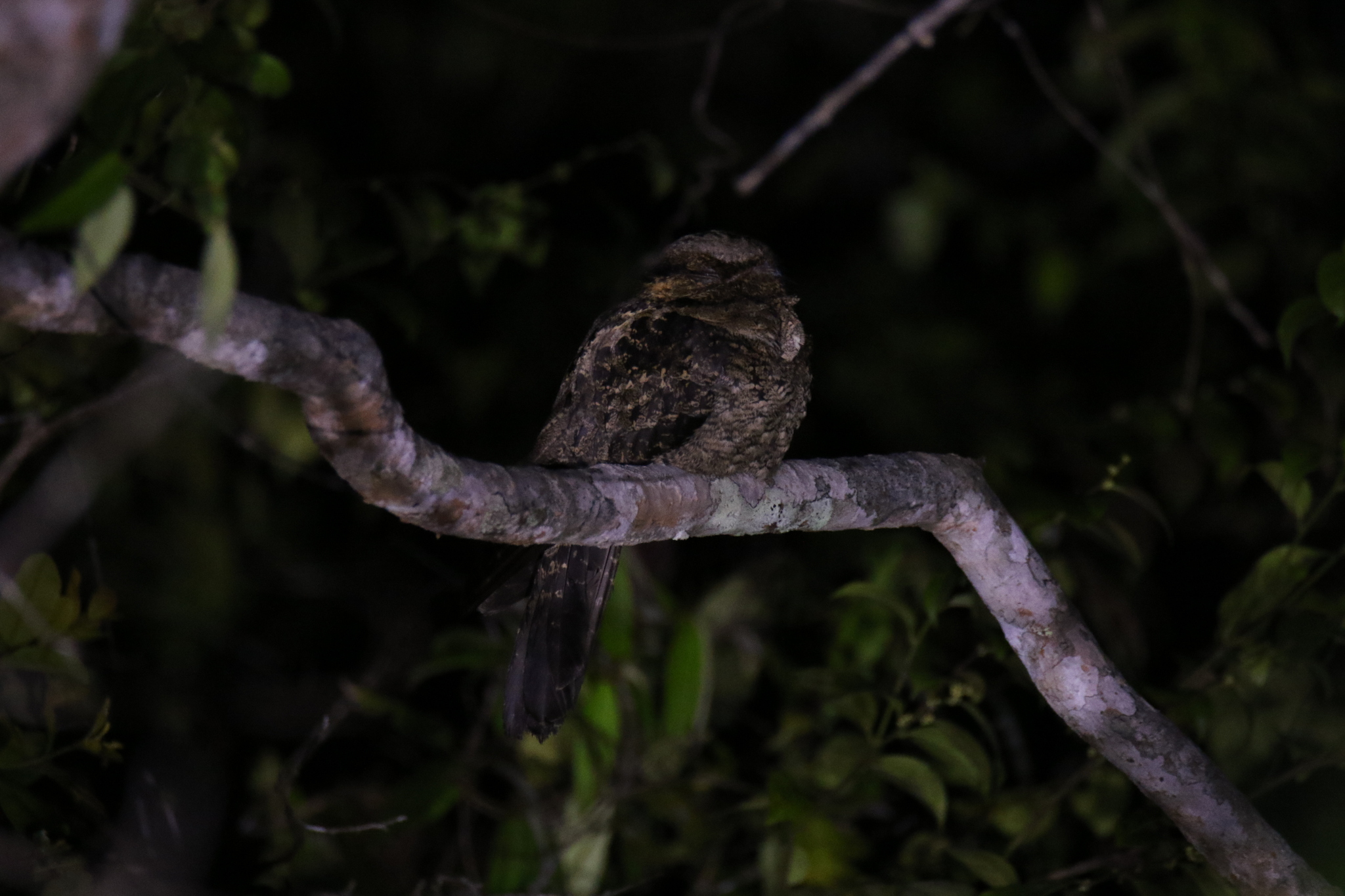 Caprimulgus batesi Sharpe, 1906