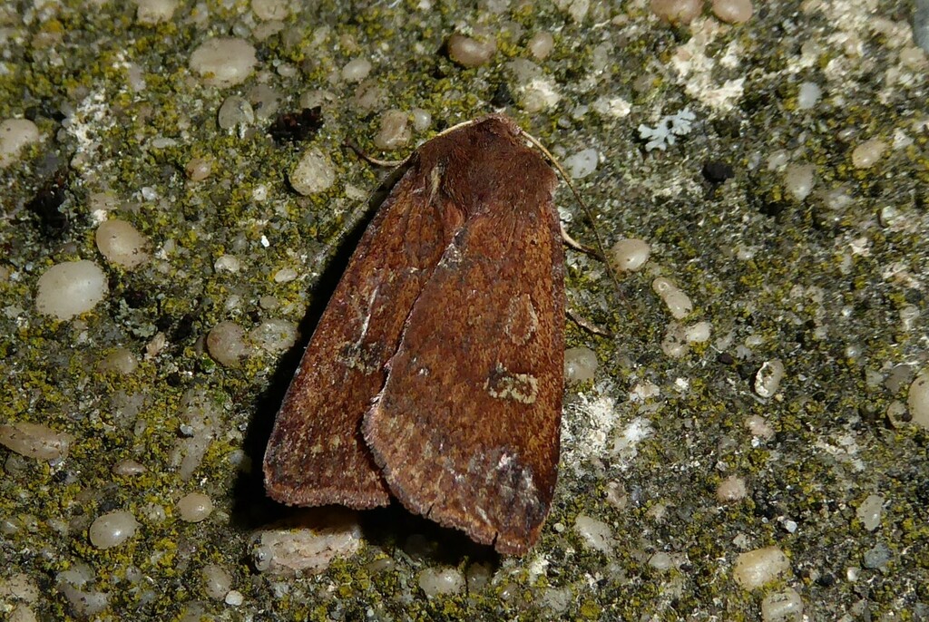 Orange Peel Moth from Waikouaiti, New Zealand on November 22, 2022 at ...