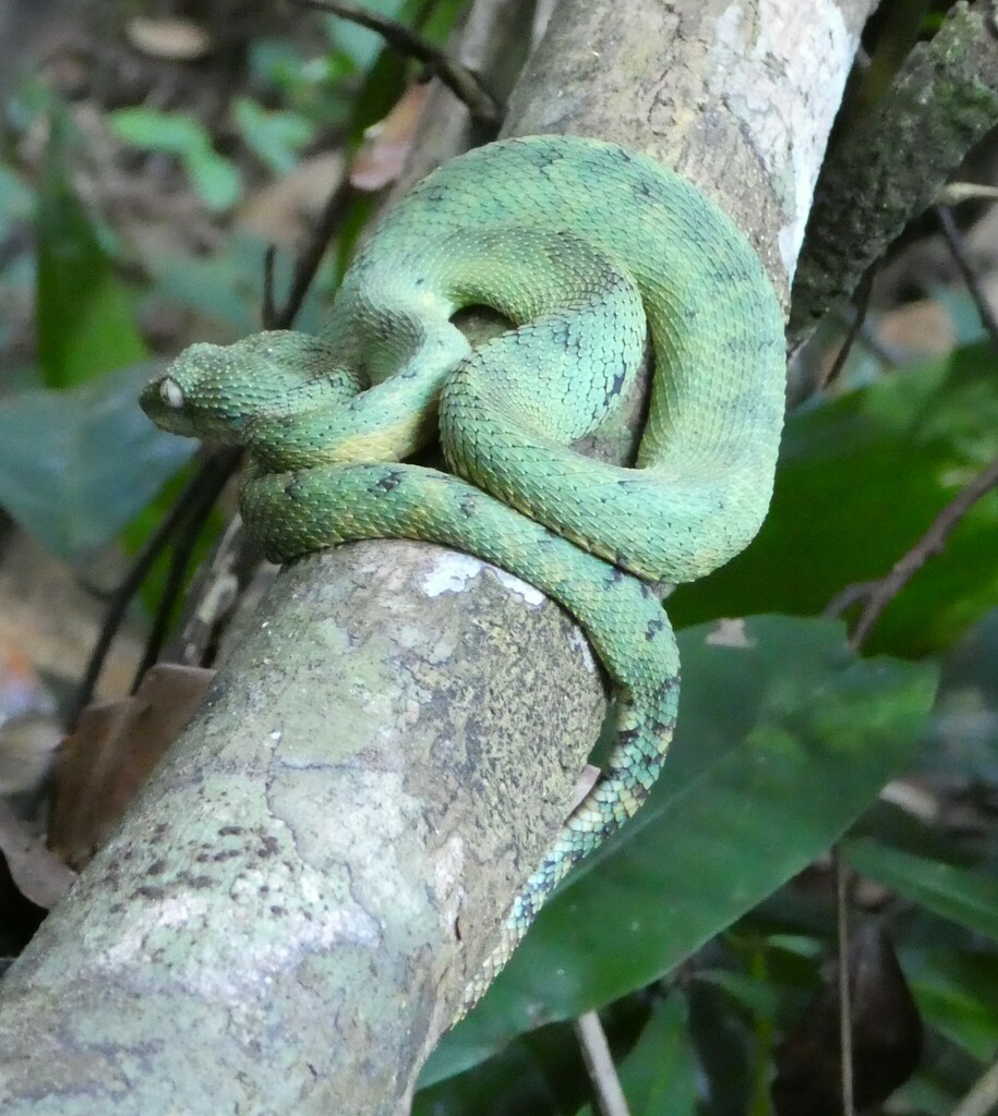 Green Bush Viper from Tchien District, Liberia on November 12, 2022 at ...