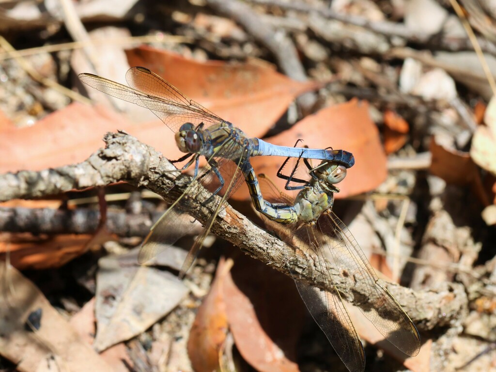 Blue Skimmer from Sydney NSW, Australia on November 18, 2022 at 11:22 ...