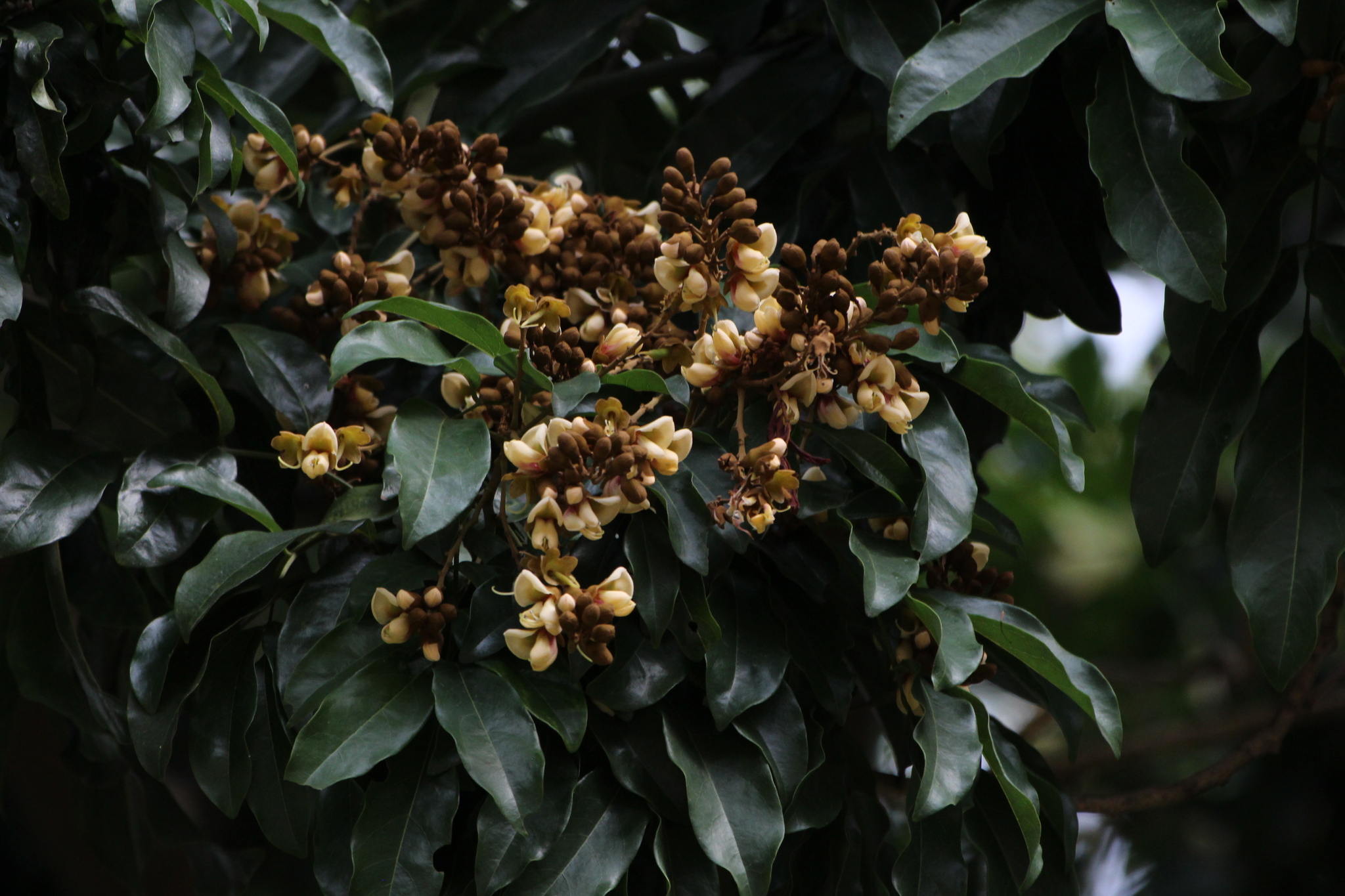Ormosia pinnata (Lour.) Merr.