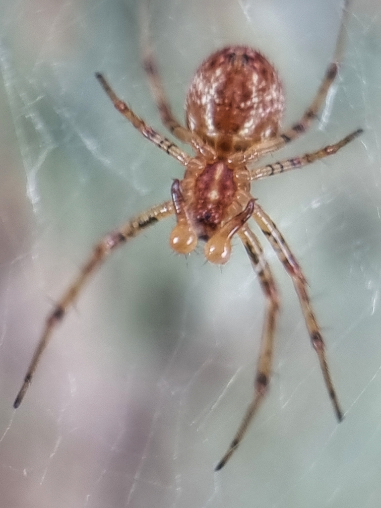 Asian Hermit Spider from Central, SG on November 8, 2022 at 09:55 AM by ...