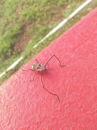 Macromerus lanipes · iNaturalist