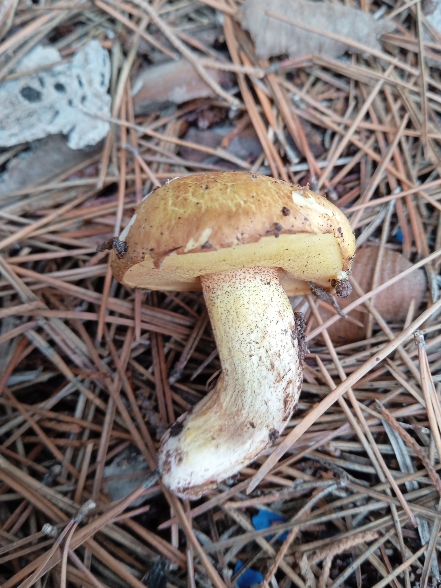 Suillus mediterraneensis (Jacquet. & J.Blum) Redeuilh