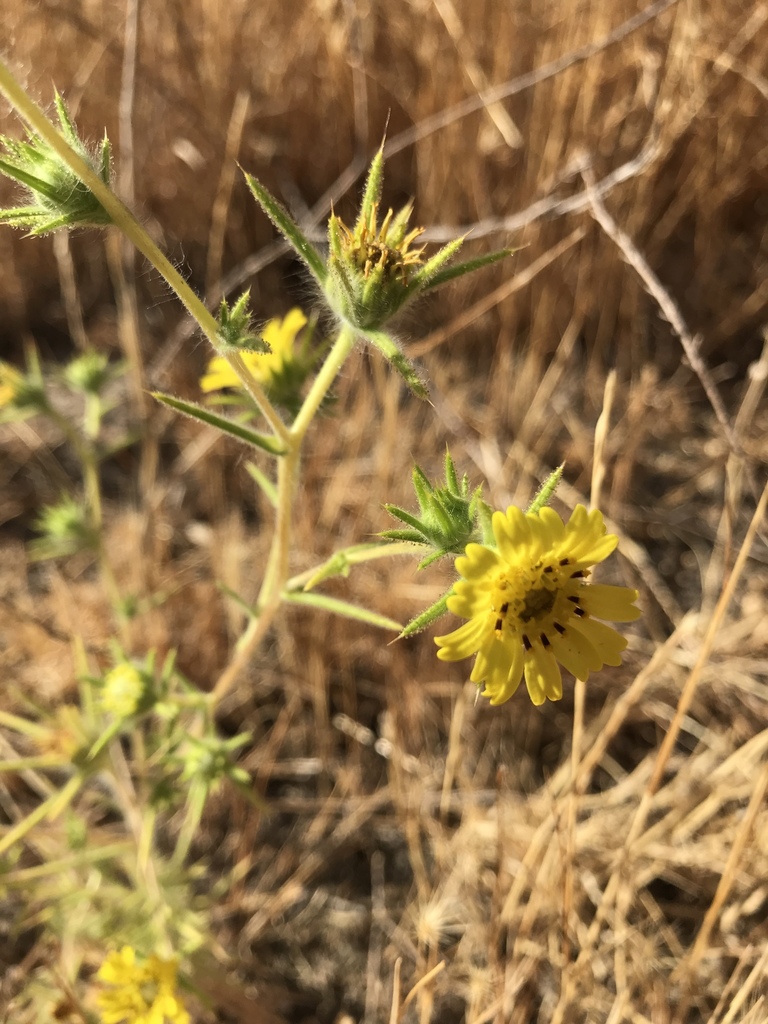 Common Spikeweed in September 2018 by Kyle Nessen · iNaturalist