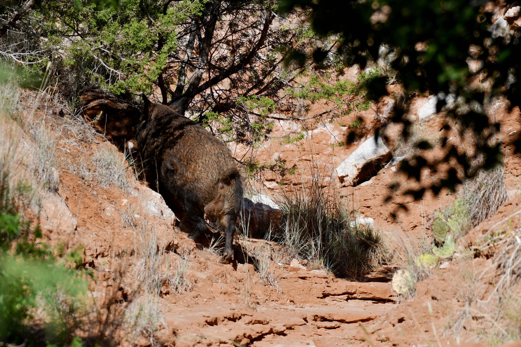 Wild Boar from Stonewall County, TX, USA on September 01, 2018 at 09:55 ...